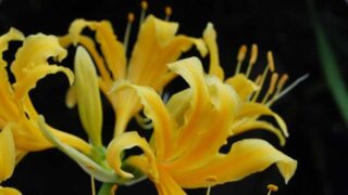 [Red spider lily meaning] The reason of hell flower's name in Japan